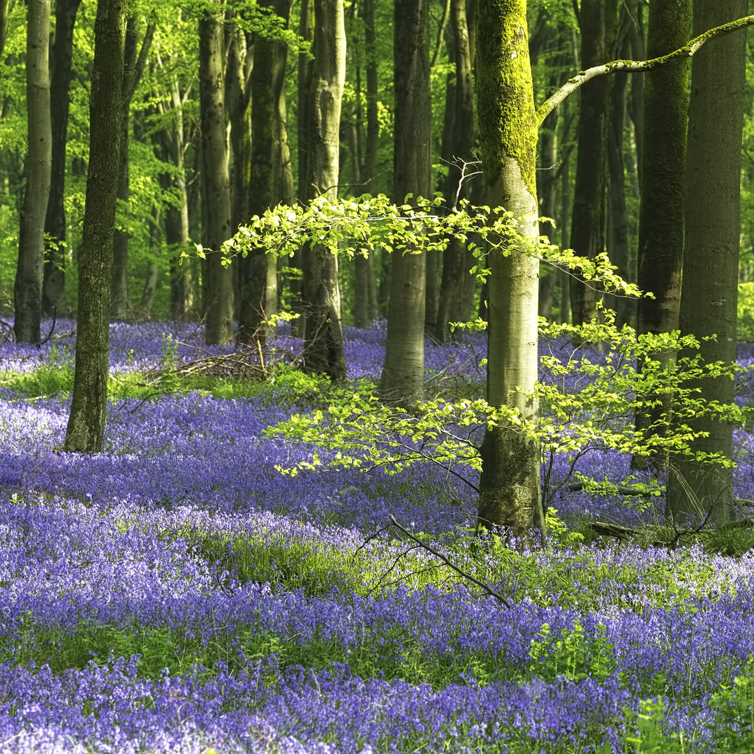 Div 2-3rd-Beech and Bells – David Gamm – Tyndale Photography Club