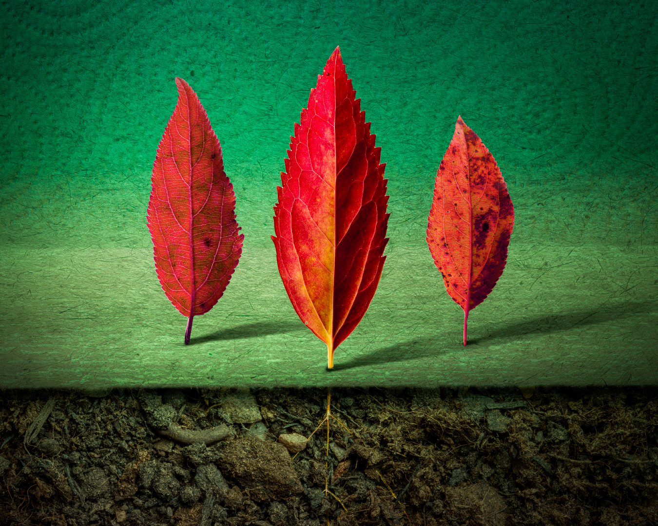 66 Three Leaves – Tyndale Photography Club