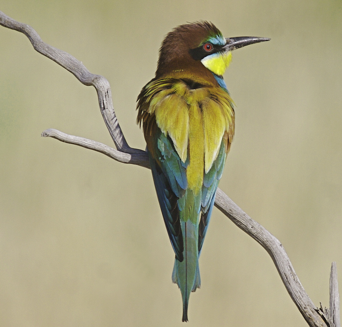 D1- 19 Points – Bee Eater – Mike Smith – Tyndale Photography Club