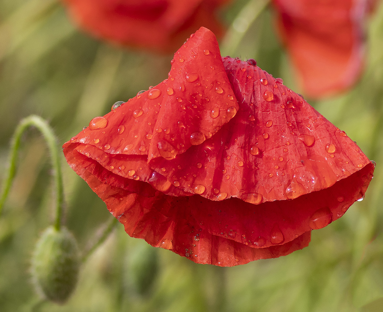 17 Points – Rain-drenched poppy – Diana Baker – Tyndale Photography Club
