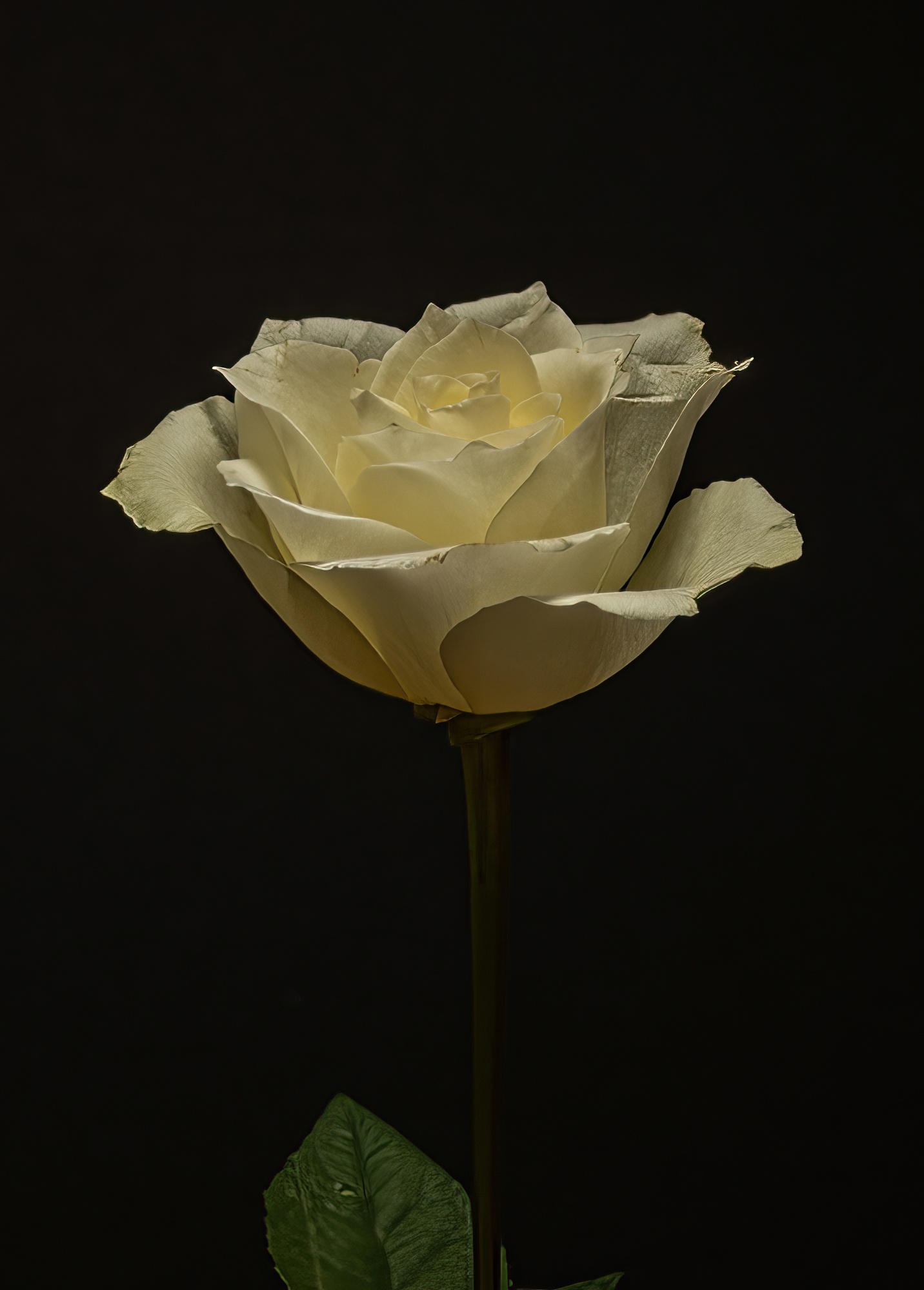 2021-22 Competition 1 Images – Open Subject – Tyndale Photography Club