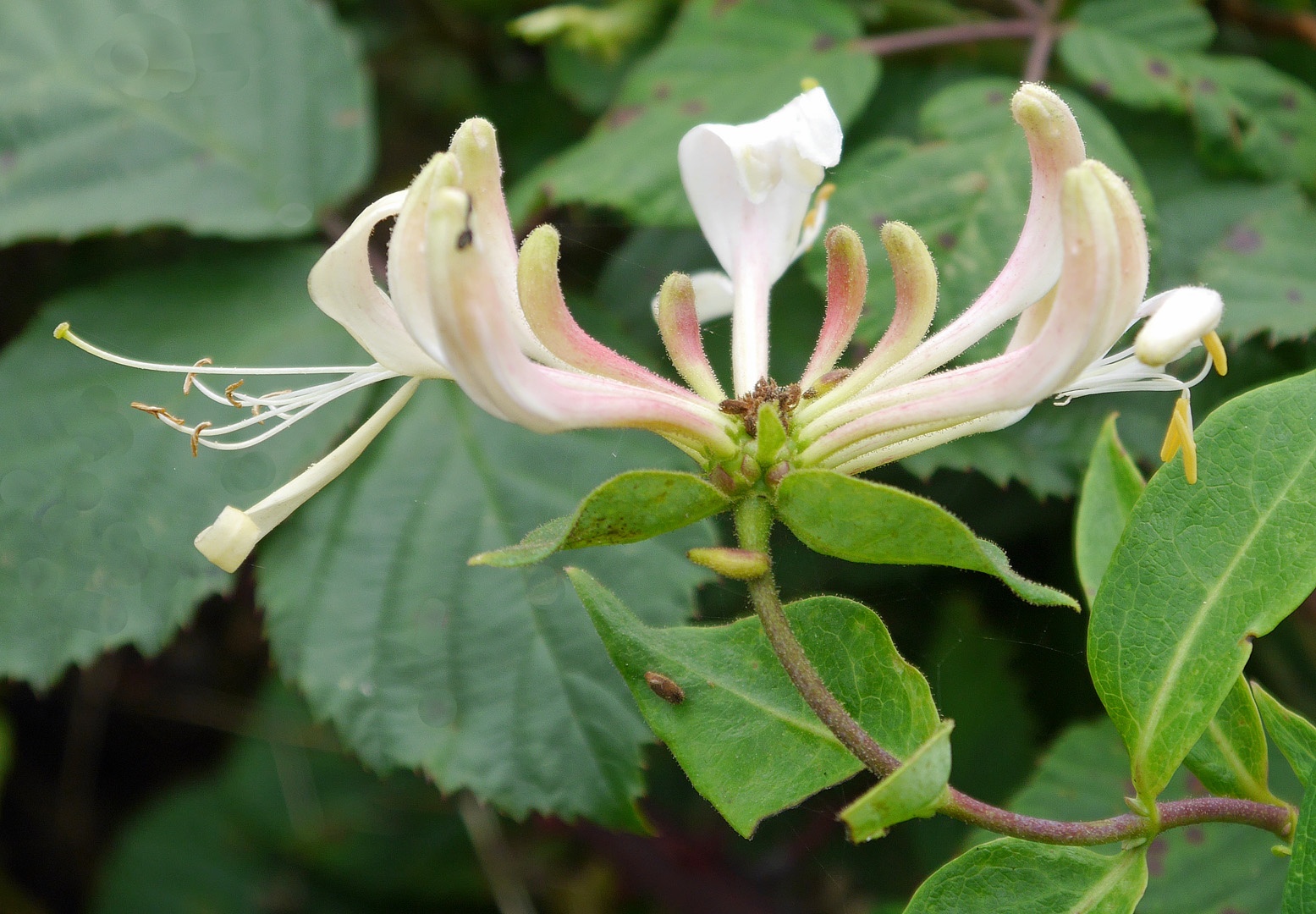 Hedgerow Honeysuckle – Tyndale Photography Club