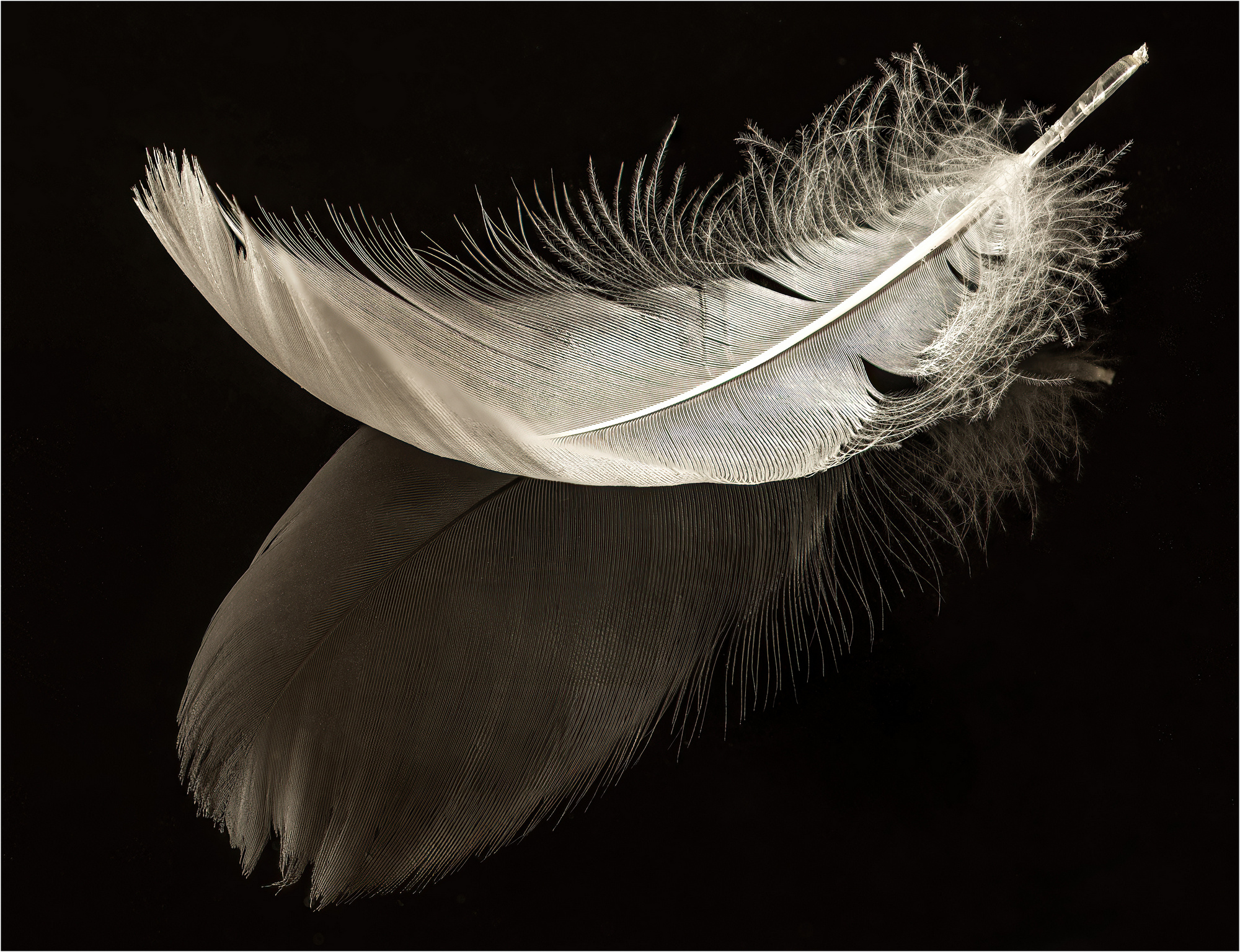 Recent Internal Competitions – Tyndale Photography Club