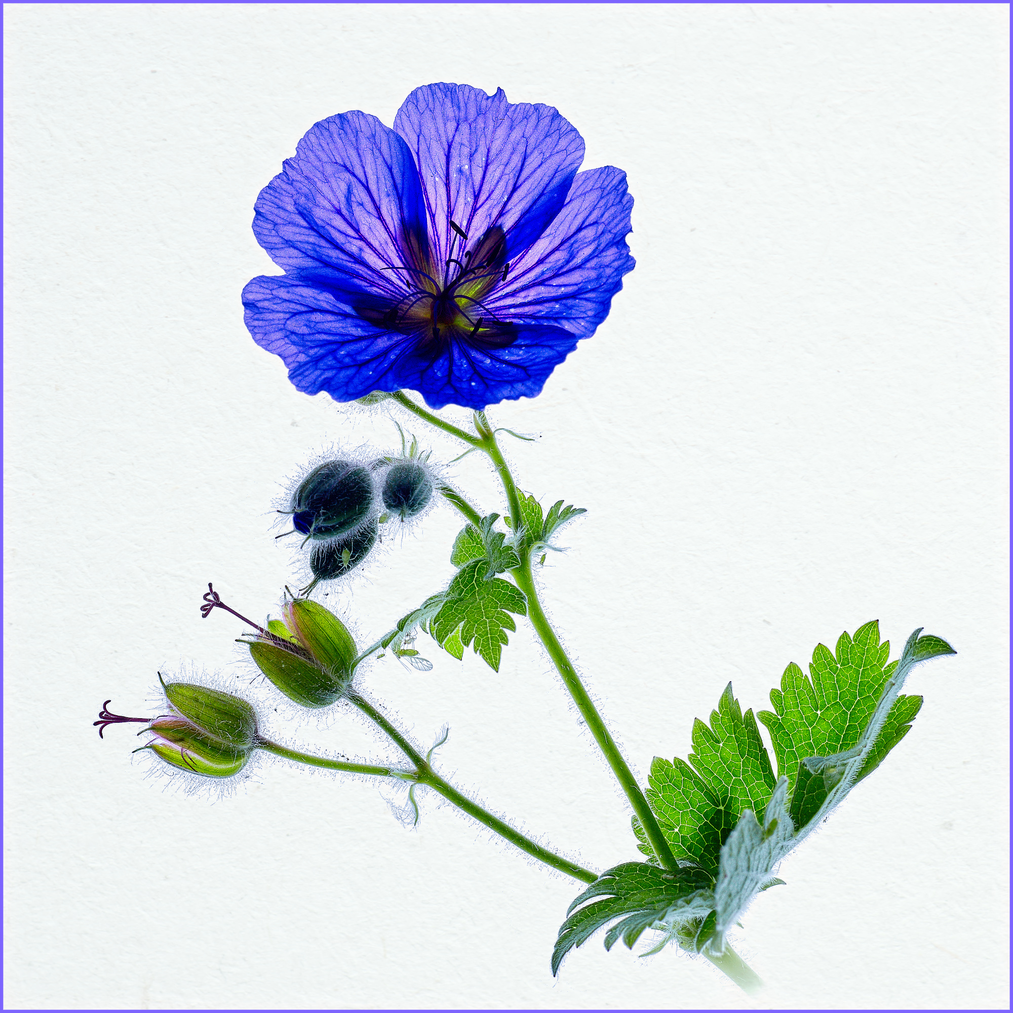 2023-24 Competition – Open Subject PDIs and Landscape Print Images – Tyndale Photography Club